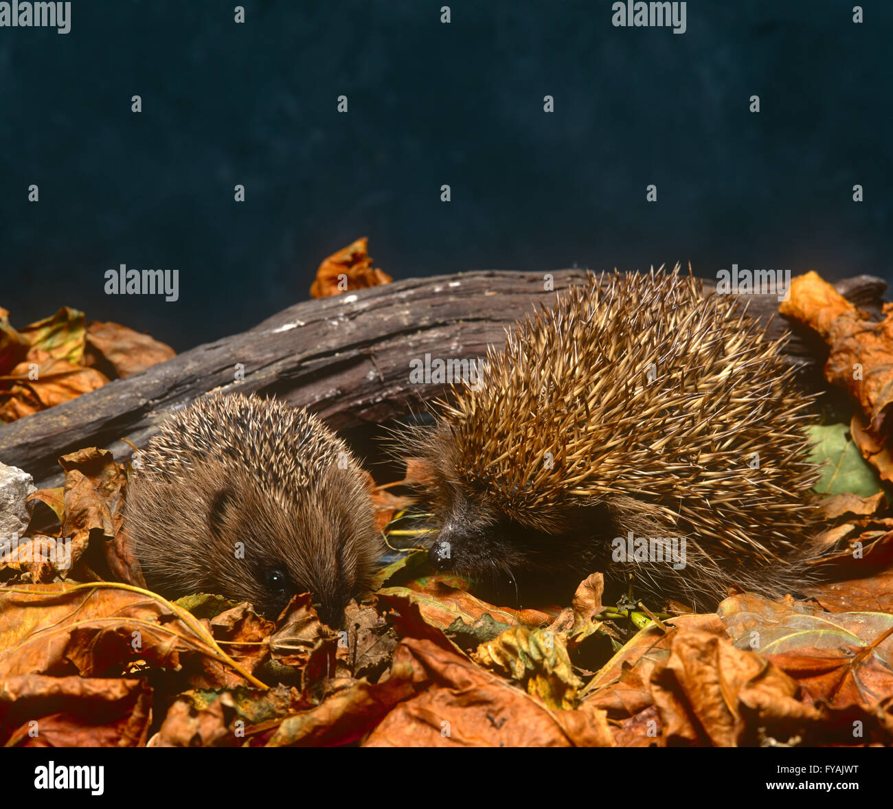 Two hedgehogs sitting in leaves, inside Stock Photo - Alamy
