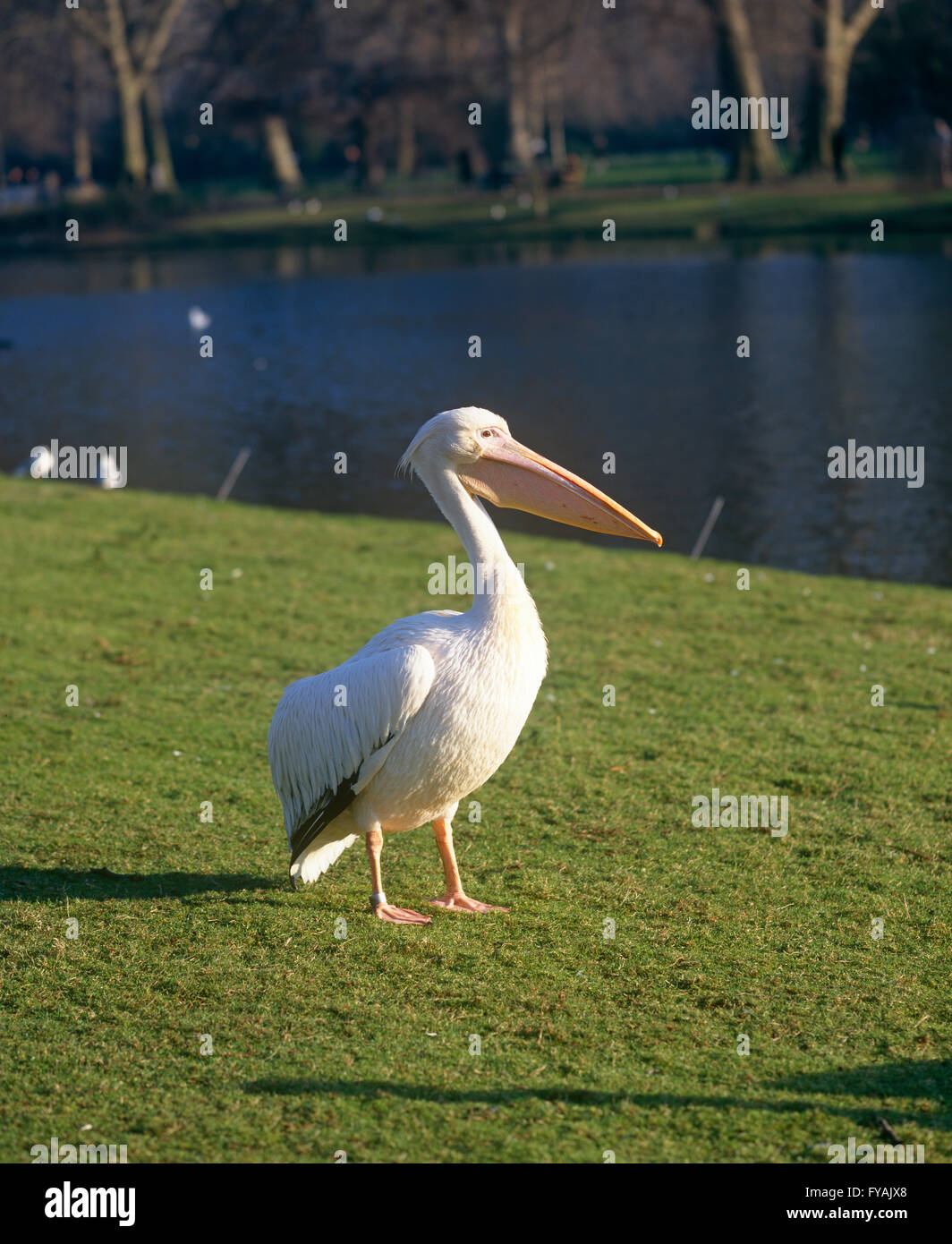 Pelican standing hi-res stock photography and images - Alamy