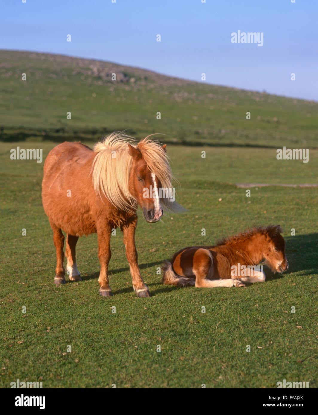 Ponies laying down hi-res stock photography and images - Alamy