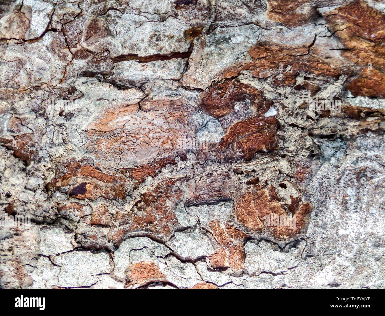 Old tree surface has damage and rough and dry Stock Photo - Alamy