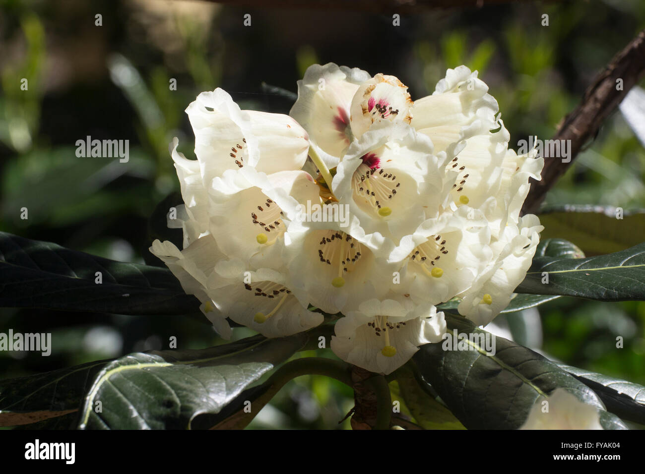 Flower truss of the spring blooming, large leaved evergreen shrub ...