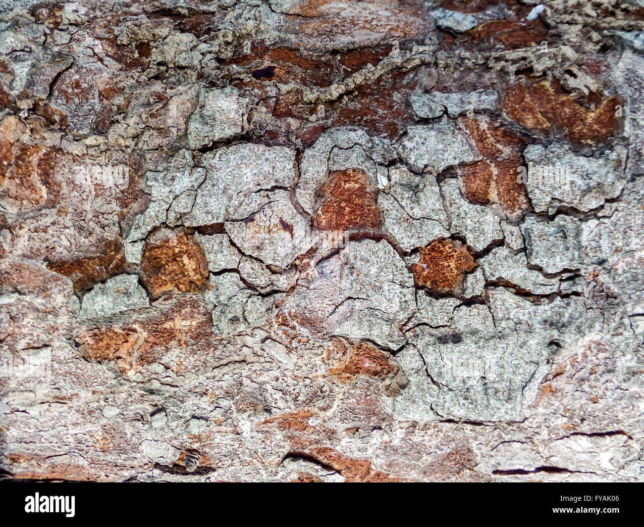 Old tree surface has damage and rough and dry Stock Photo - Alamy