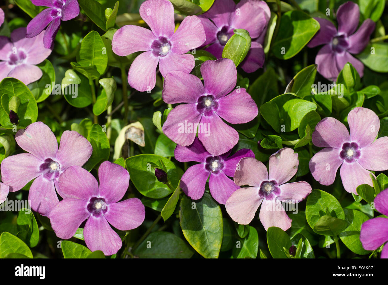 Spring flowers of the ground covering sub-shrub, Vinca minor ...
