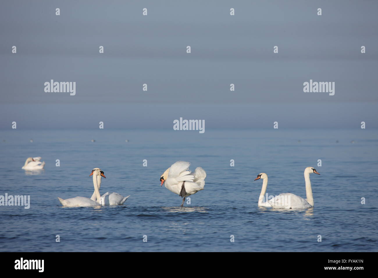 white swan Baltic sea Stock Photo - Alamy