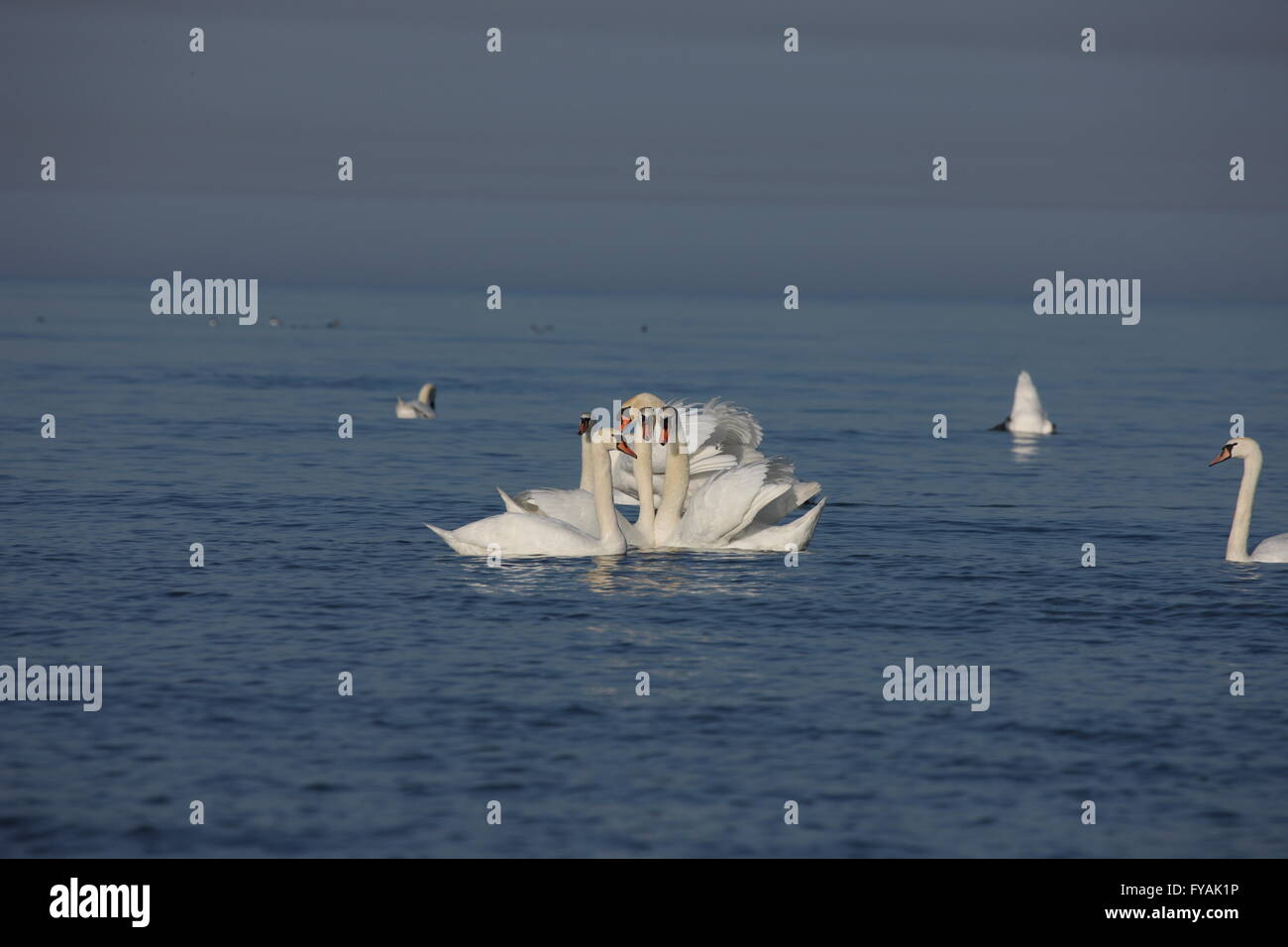 white swan Baltic sea Stock Photo - Alamy