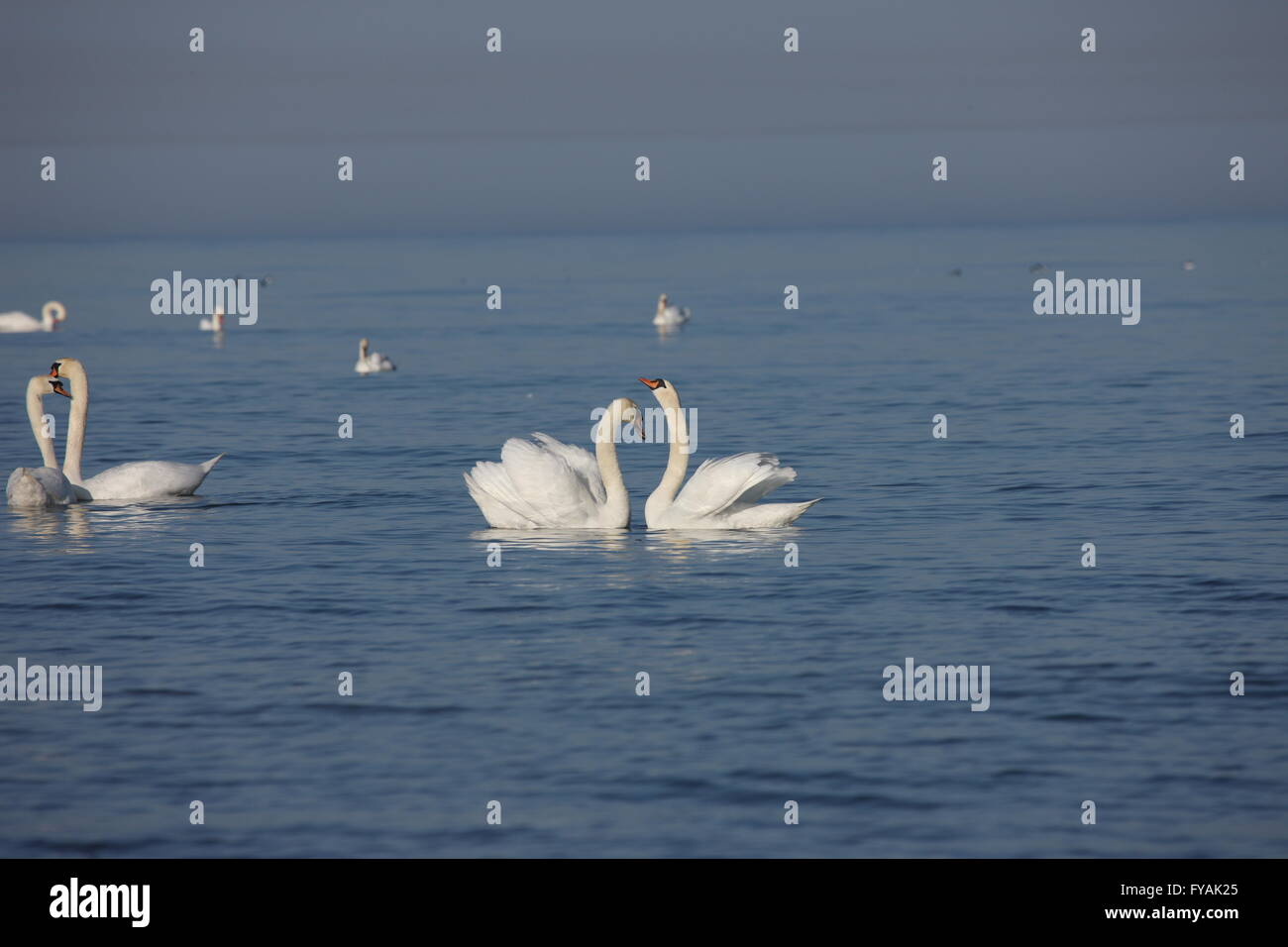 white swan Baltic sea Stock Photo - Alamy