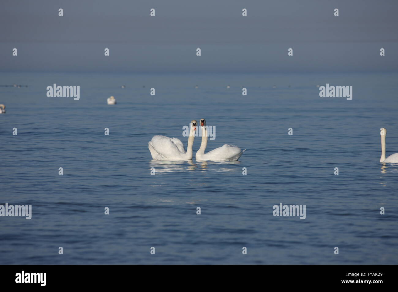 white swan Baltic sea Stock Photo - Alamy