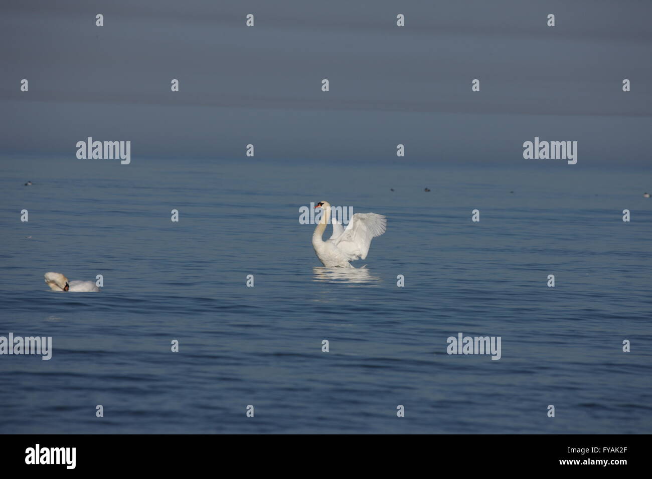 white swan Baltic sea Stock Photo - Alamy