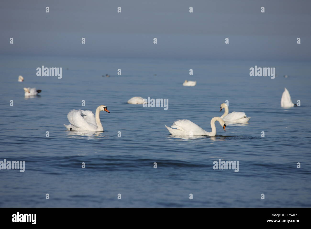 white swan Baltic sea Stock Photo - Alamy
