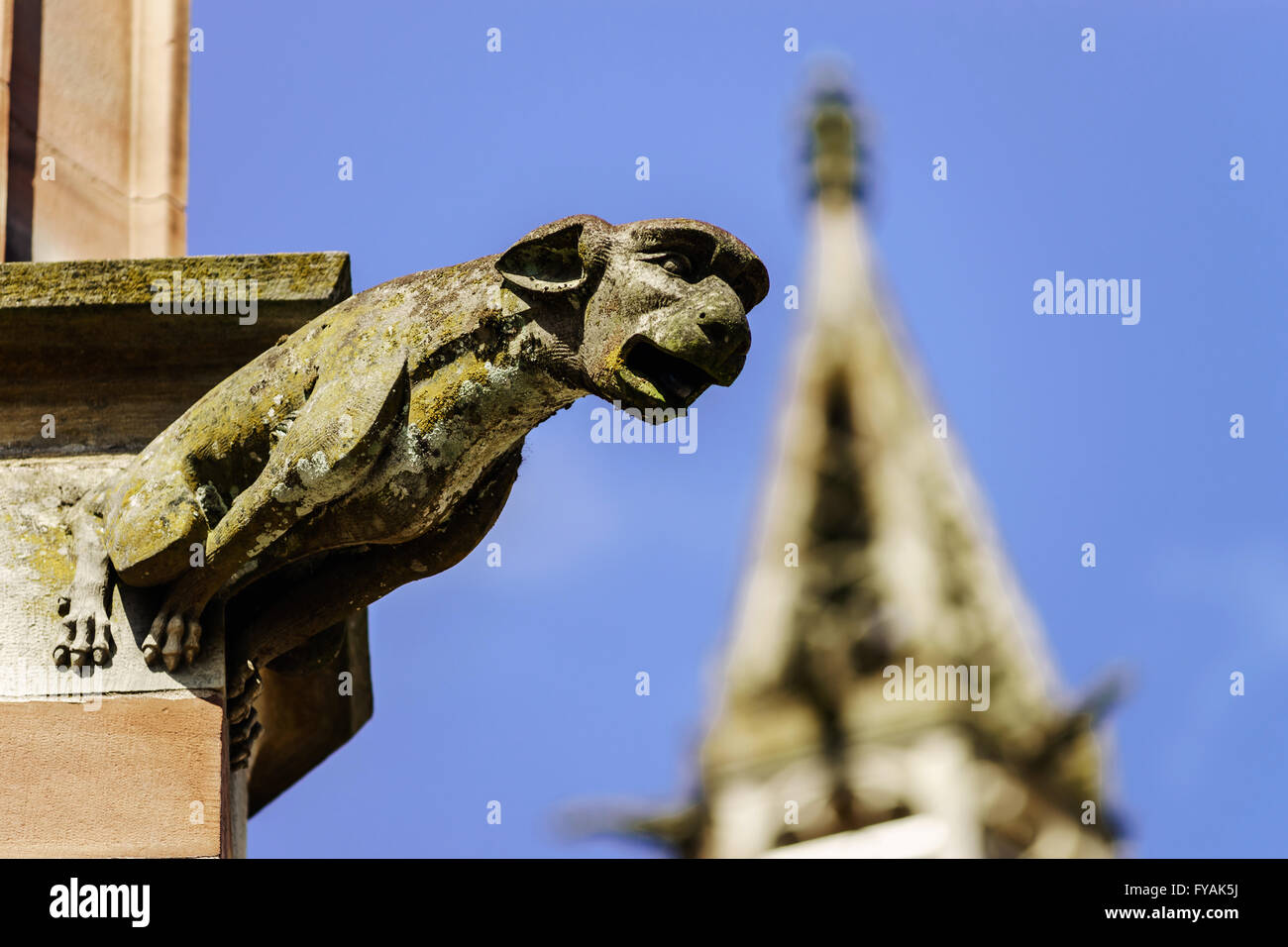 Gargoyle on a gothic cathedral, detail of a tower on blue sky ...