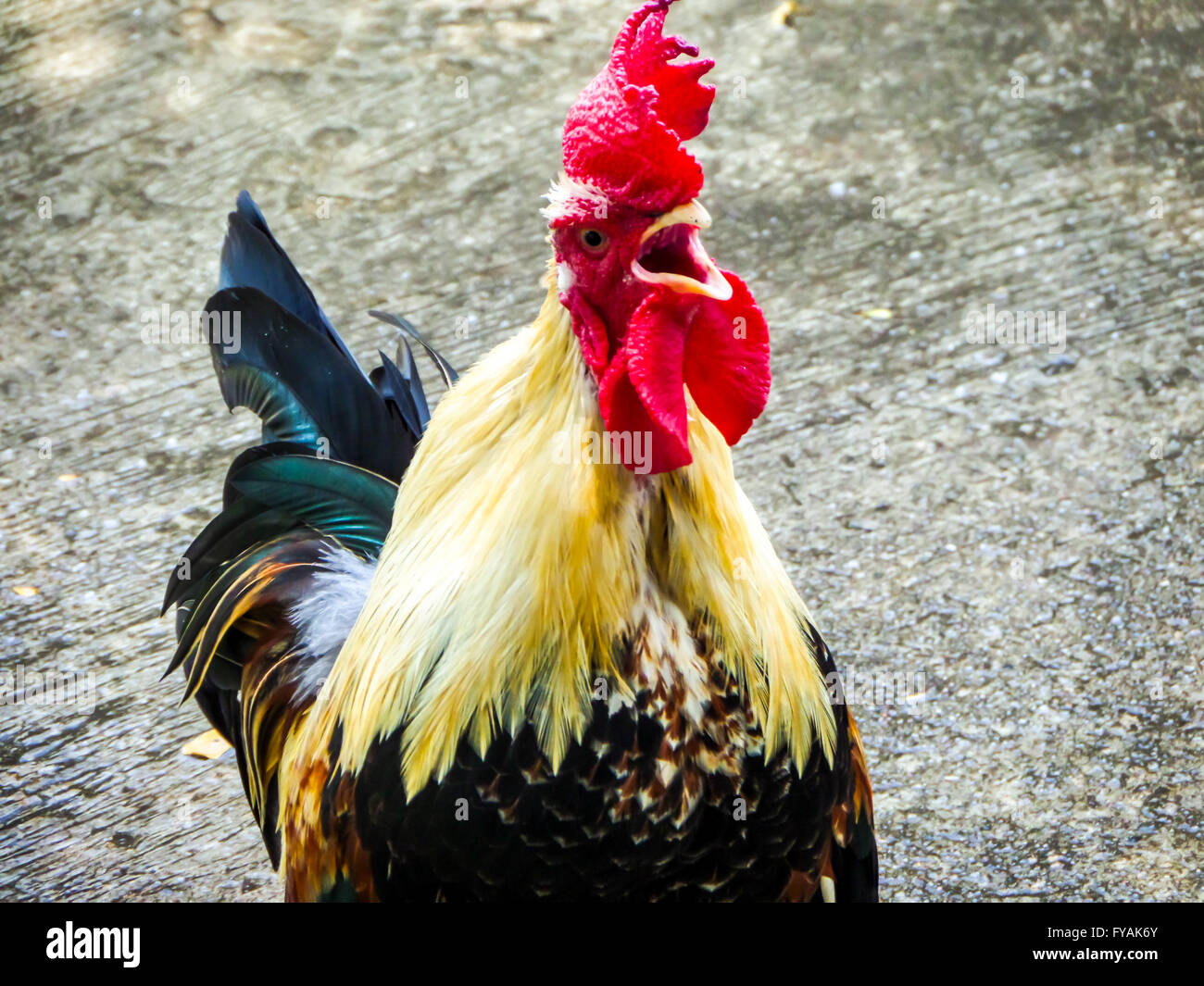 Thai chicken many action and walking around farm Stock Photo - Alamy