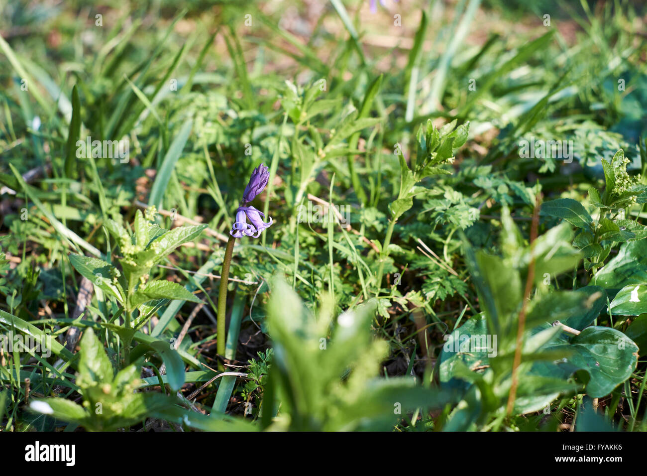 First Bluebells (Hyacinthoides non-scripta) of spring emerging form the ...