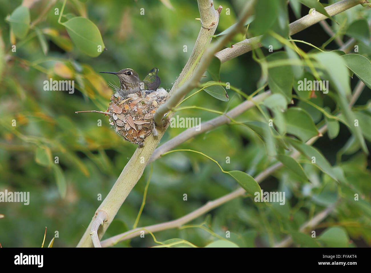 North American hummingbirds raising young fledglings in a nest Stock ...