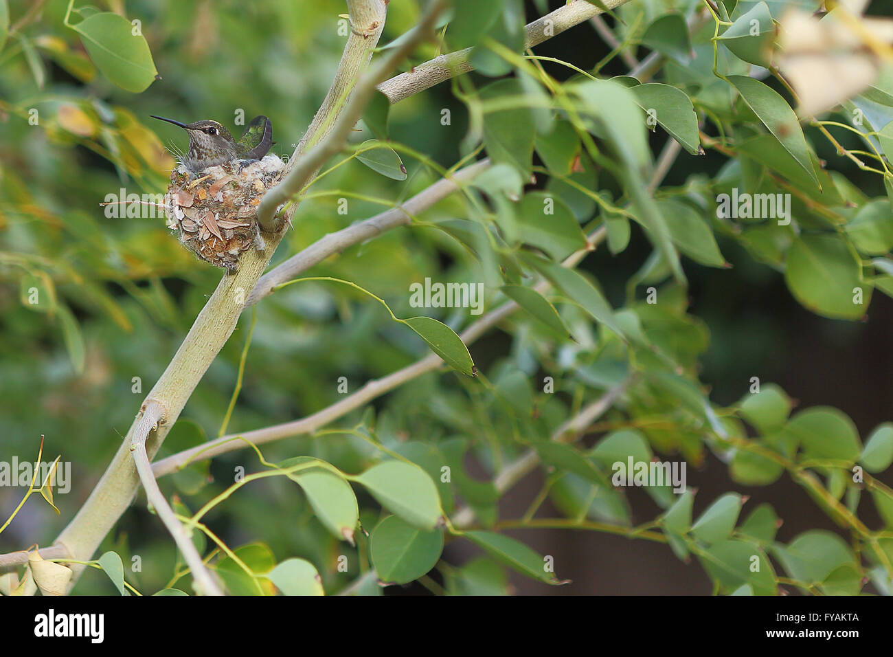 Fledgling hummingbird in nest hi-res stock photography and images - Alamy