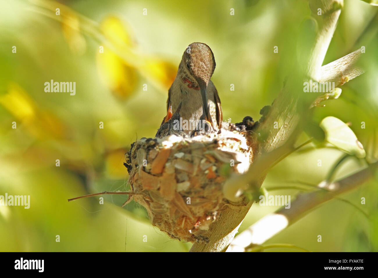 North American hummingbirds raising young fledglings in a nest Stock ...