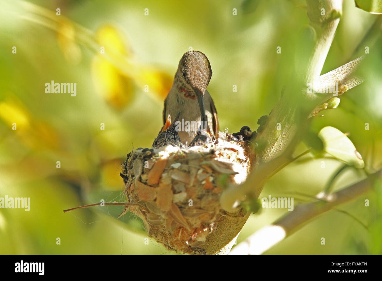 Fledgling hummingbird in nest hi-res stock photography and images - Alamy