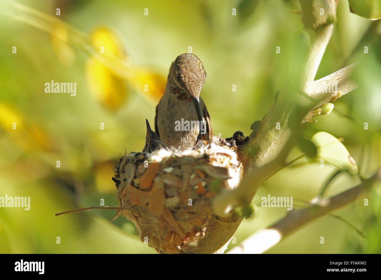 North American hummingbirds raising young fledglings in a nest Stock ...