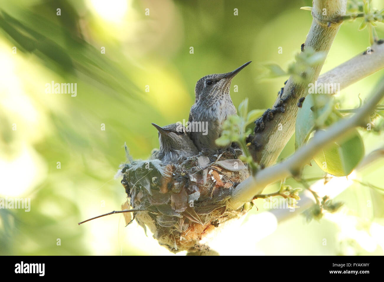 Fledgling hummingbird in nest hi-res stock photography and images - Alamy