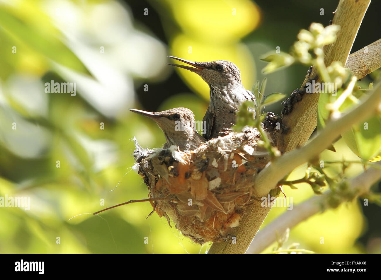 Fledgling hummingbird in nest hi-res stock photography and images - Alamy