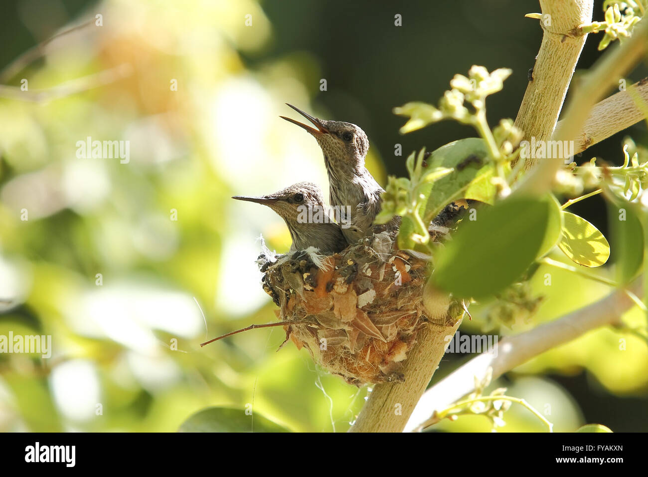 North American hummingbirds raising young fledglings in a nest Stock ...