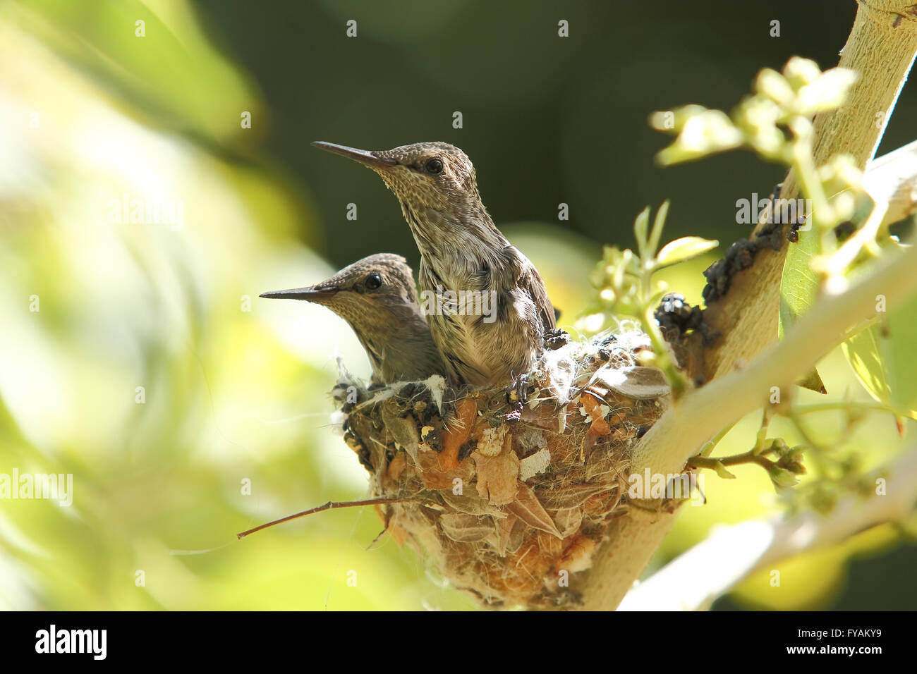 North American hummingbirds raising young fledglings in a nest Stock ...