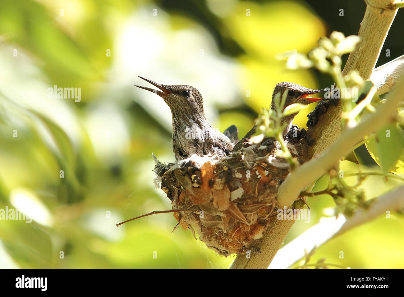 North American hummingbirds raising young fledglings in a nest Stock ...