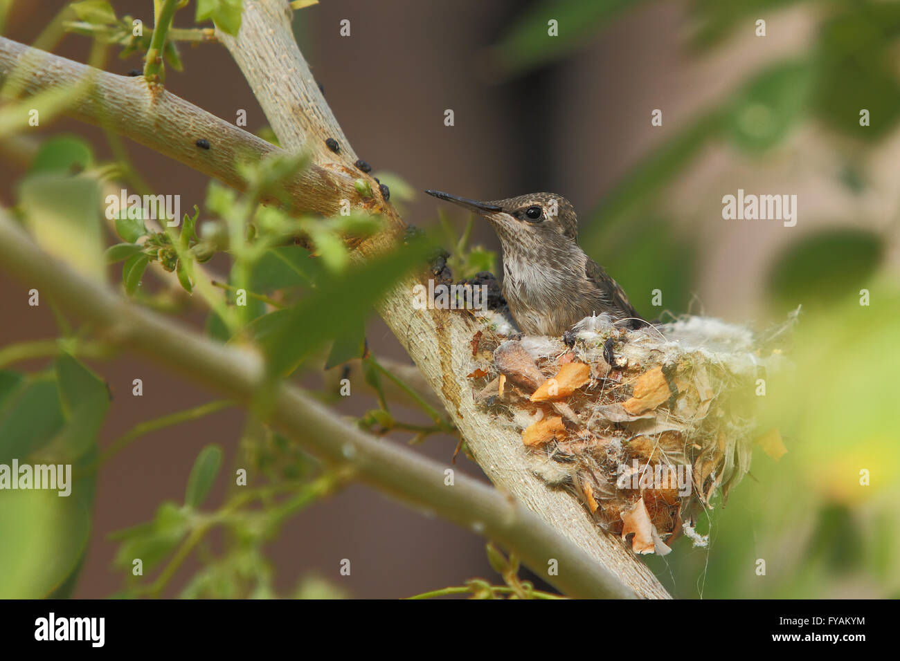 North American hummingbirds raising young fledglings in a nest Stock ...