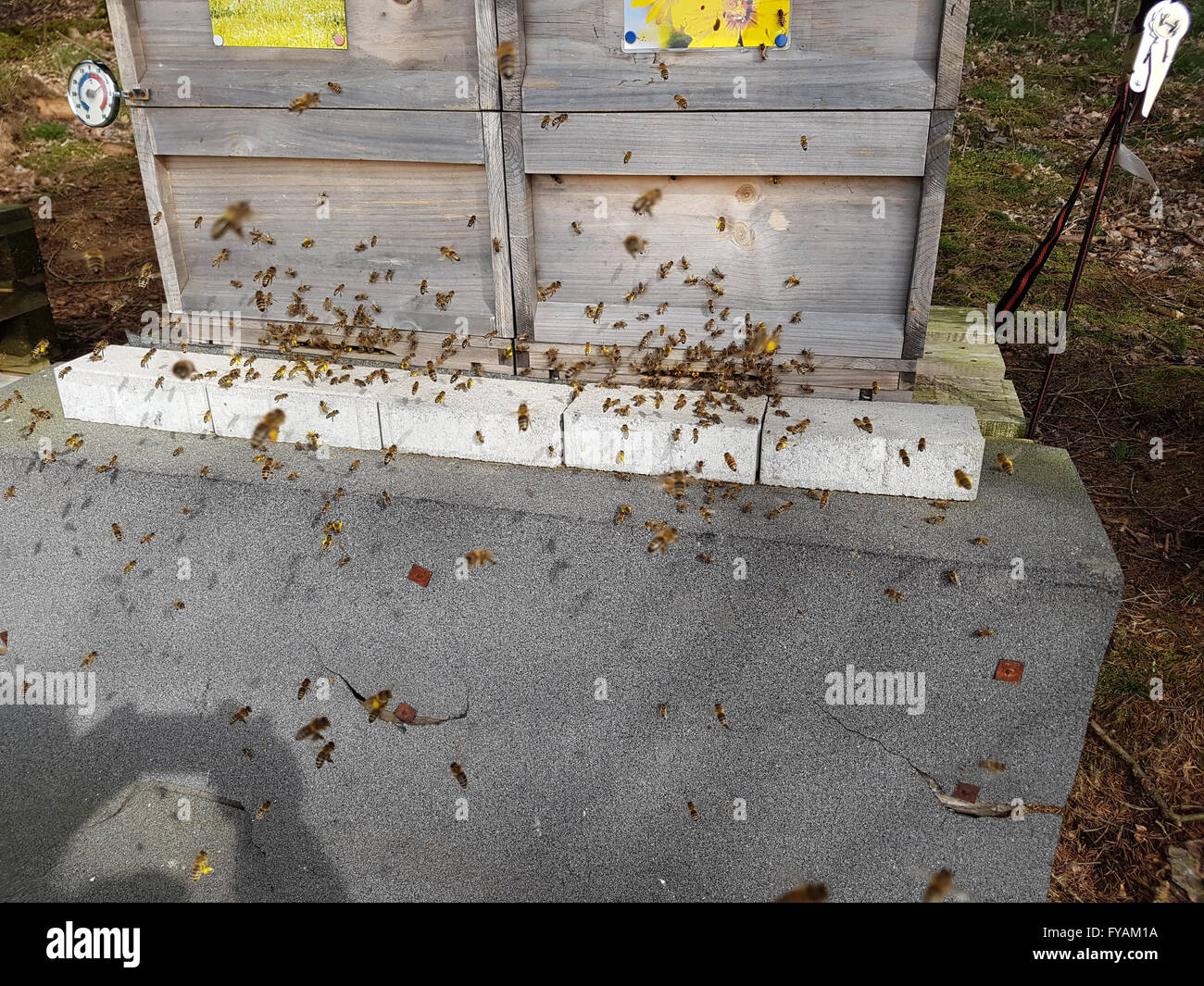 Bienenstock apis mellifera hi-res stock photography and images - Alamy