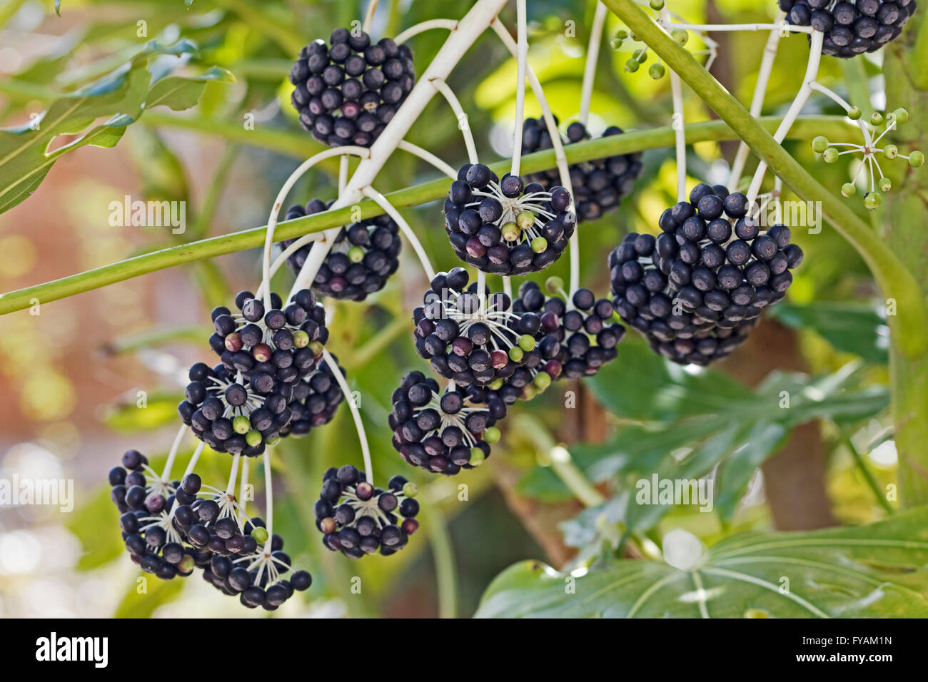 Fruit clusters hi-res stock photography and images - Alamy