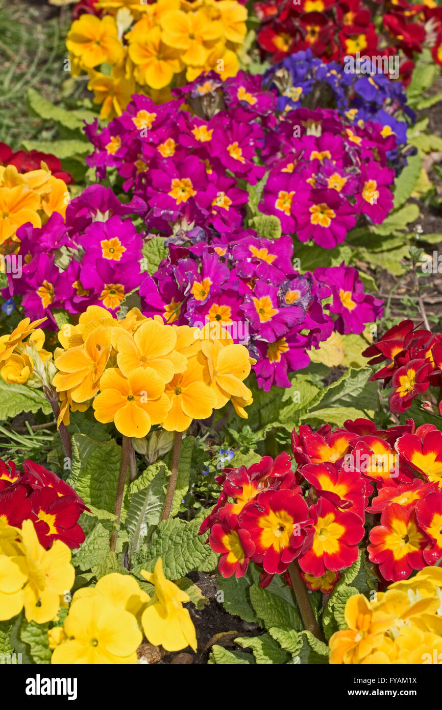 A display of primulas in a Lewisham, London cemetery Stock Photo - Alamy
