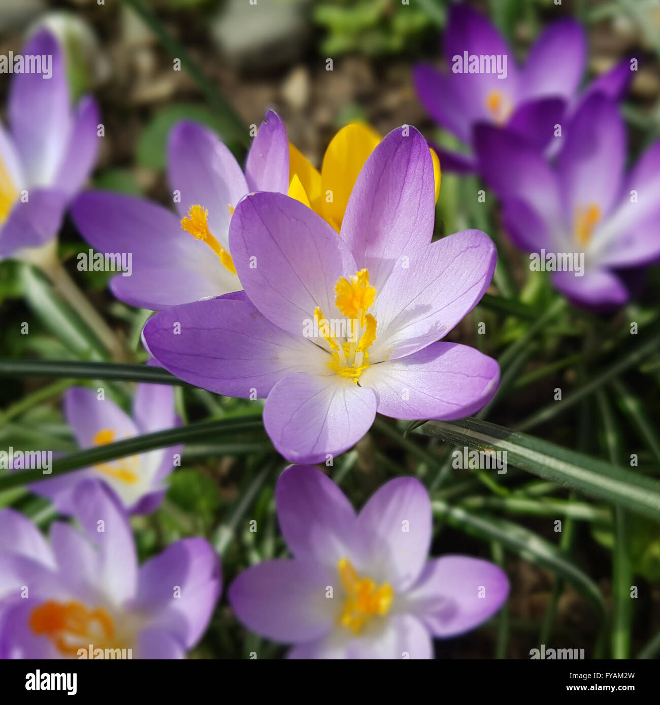 Botanischer krokus hi-res stock photography and images - Alamy