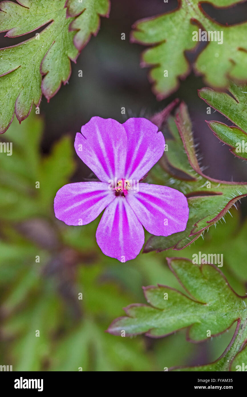 Herb Robert (Geranium robertianum Stock Photo - Alamy