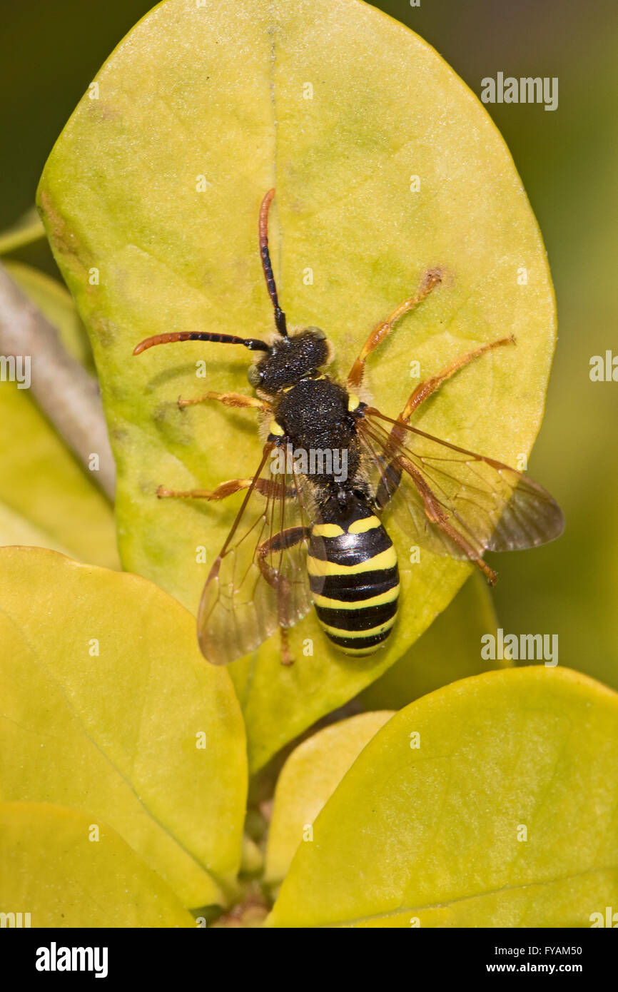 Nomad male hi-res stock photography and images - Alamy