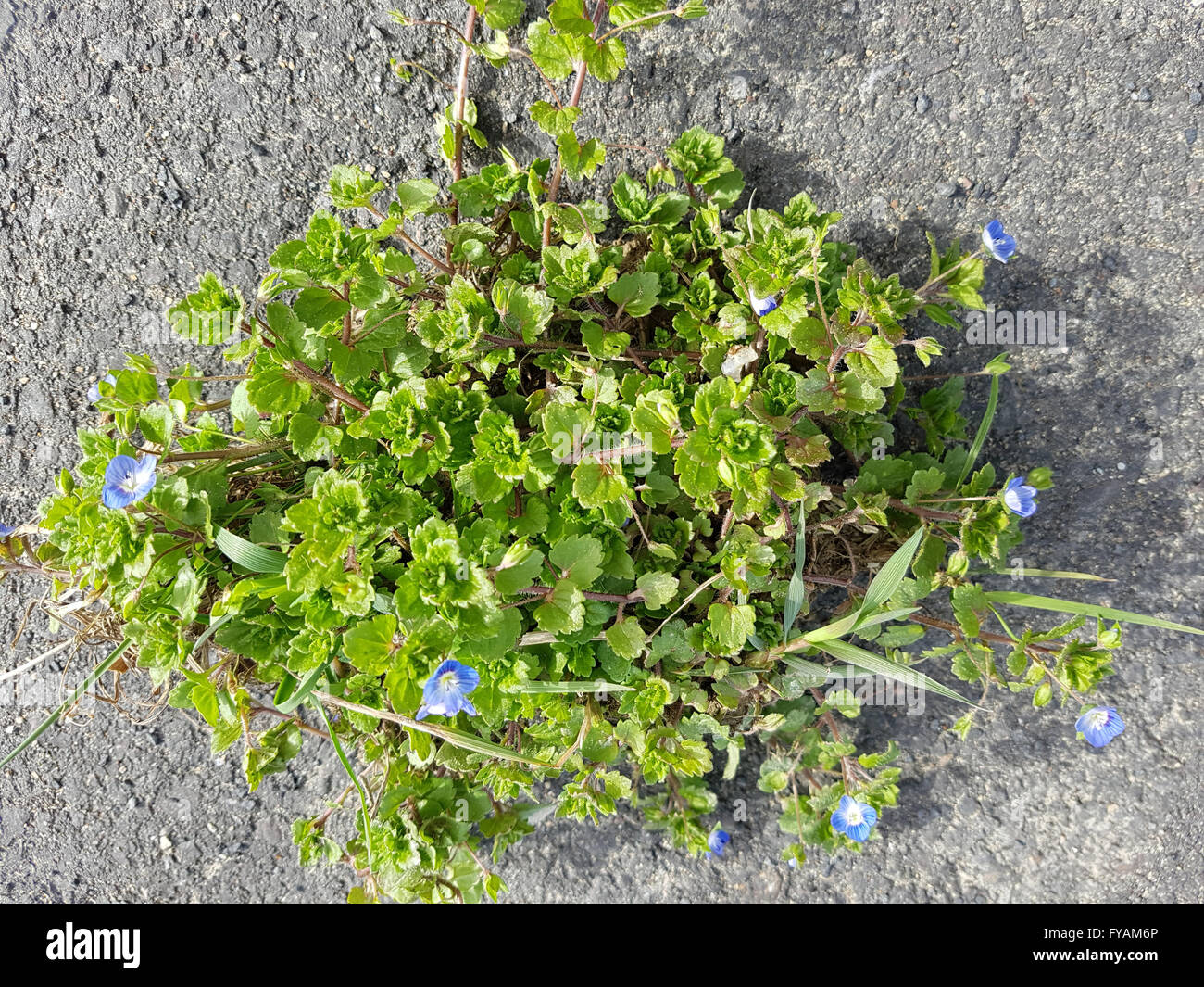 Persischer Ehrenpreis, Veronica, persica Stock Photo - Alamy