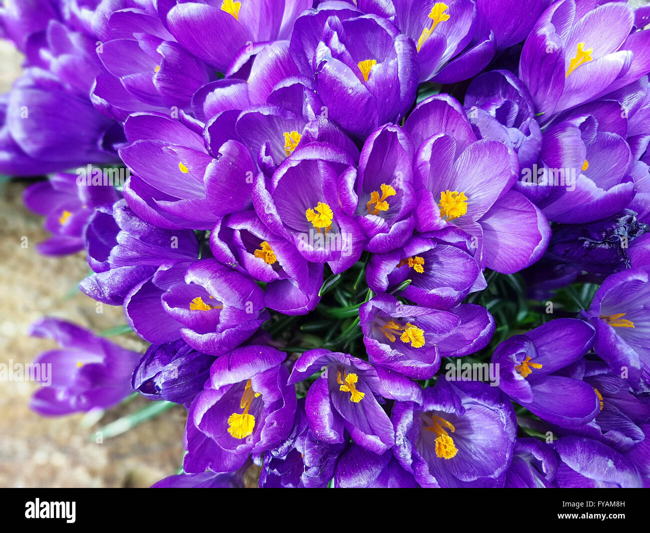 Gartenkrokus, Garden crocus; Vernus Stock Photo - Alamy
