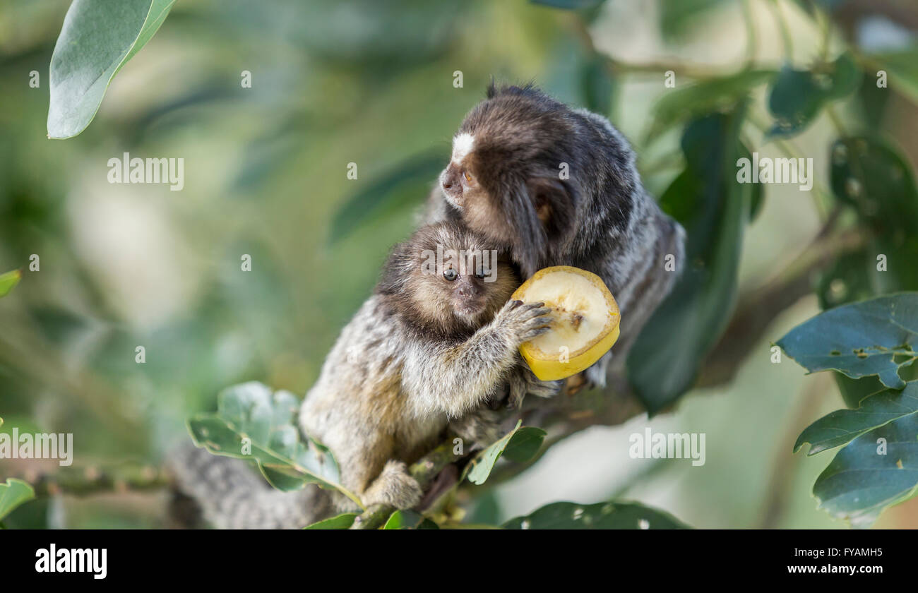 Marmoset hi-res stock photography and images - Alamy