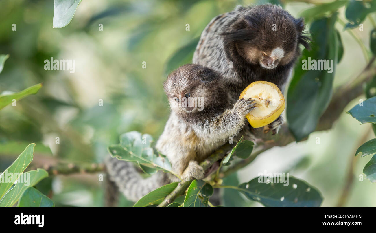 Mom and puppy marmoset monkeys eating banana Stock Photo - Alamy