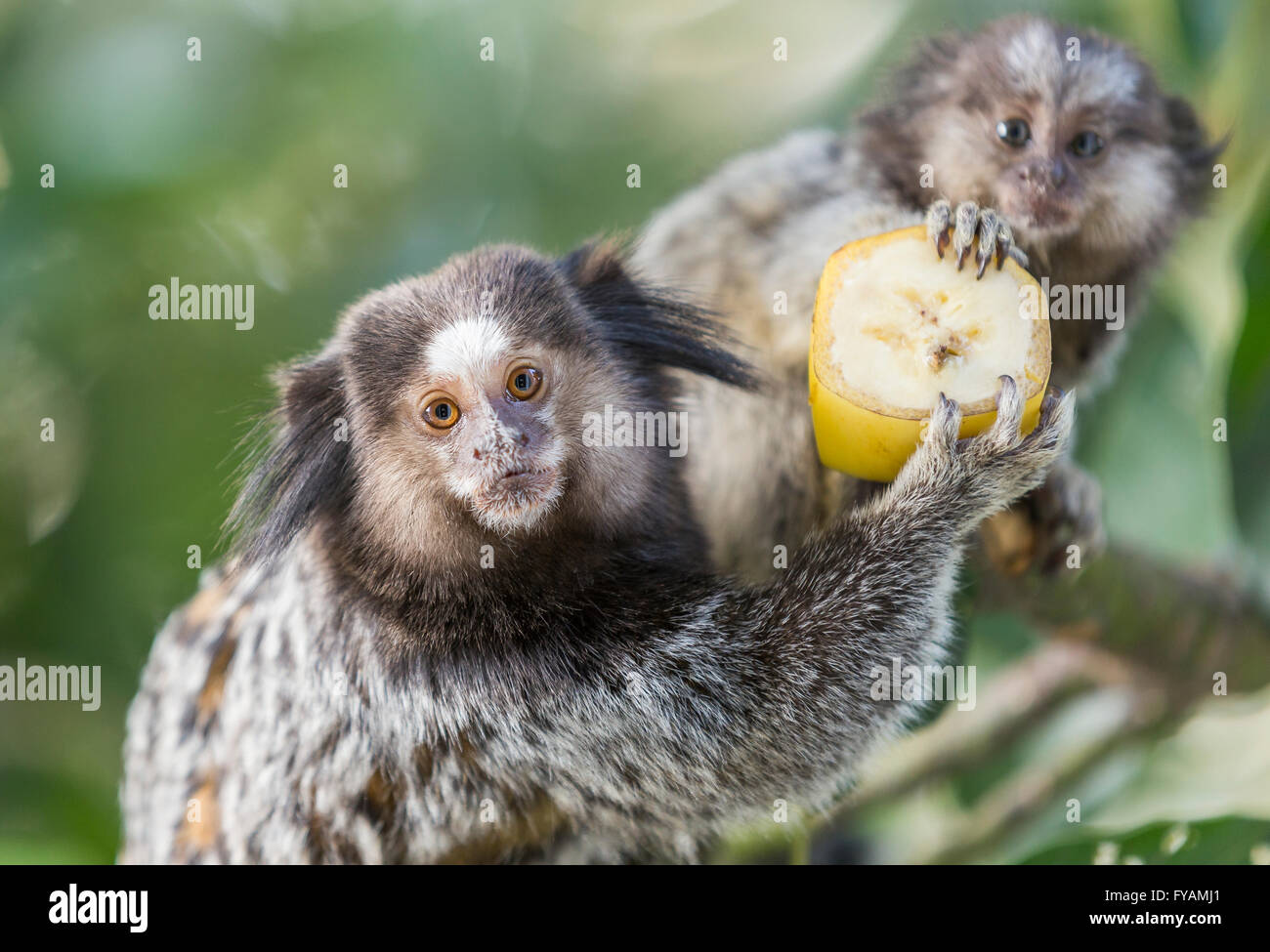 Marmoset hi-res stock photography and images - Alamy