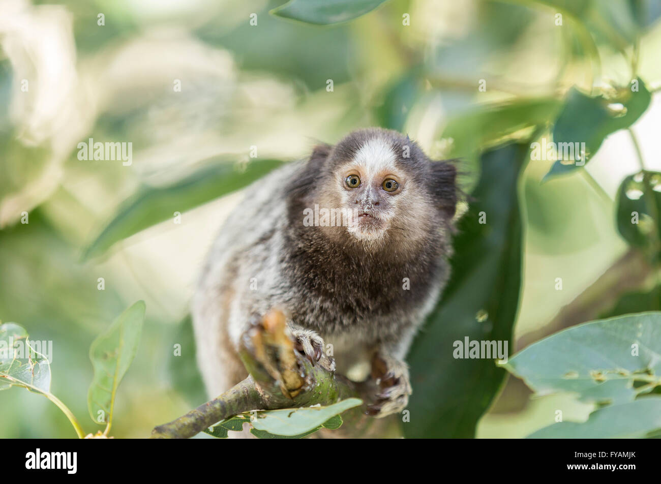 Marmoset monkey looking scared Stock Photo - Alamy