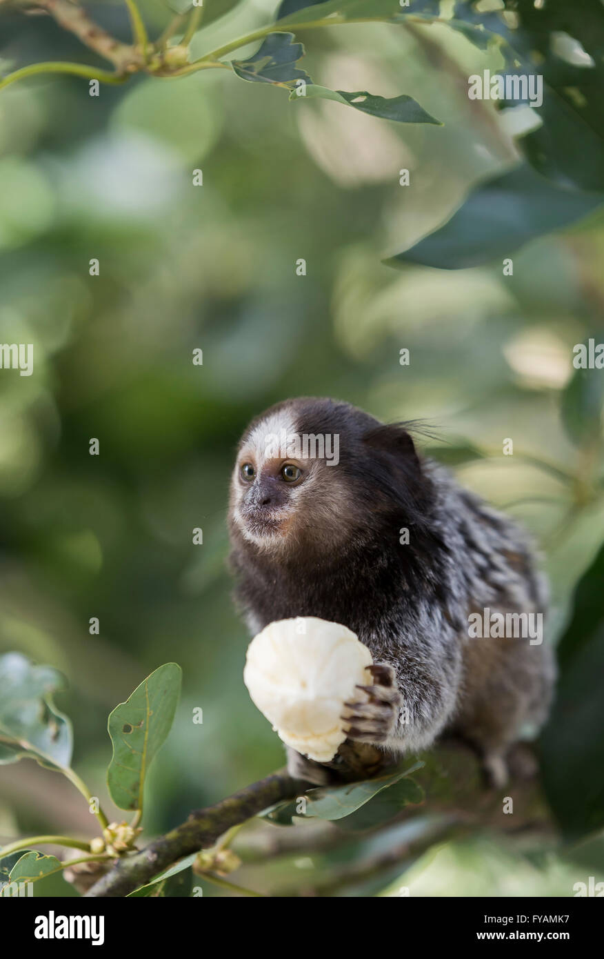 Marmoset monkey eating a banana Stock Photo - Alamy