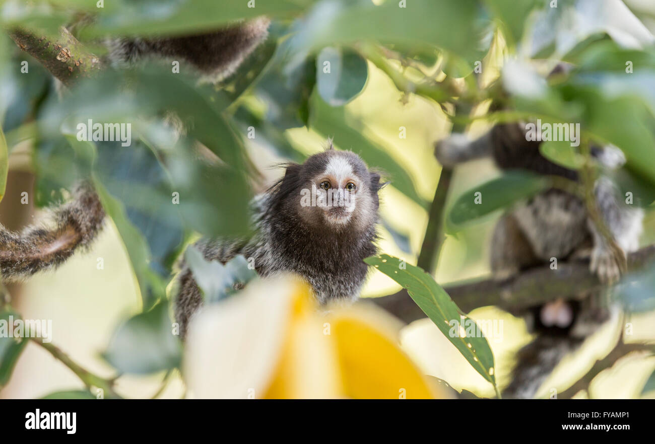 Black pencilled marmoset hi-res stock photography and images - Alamy