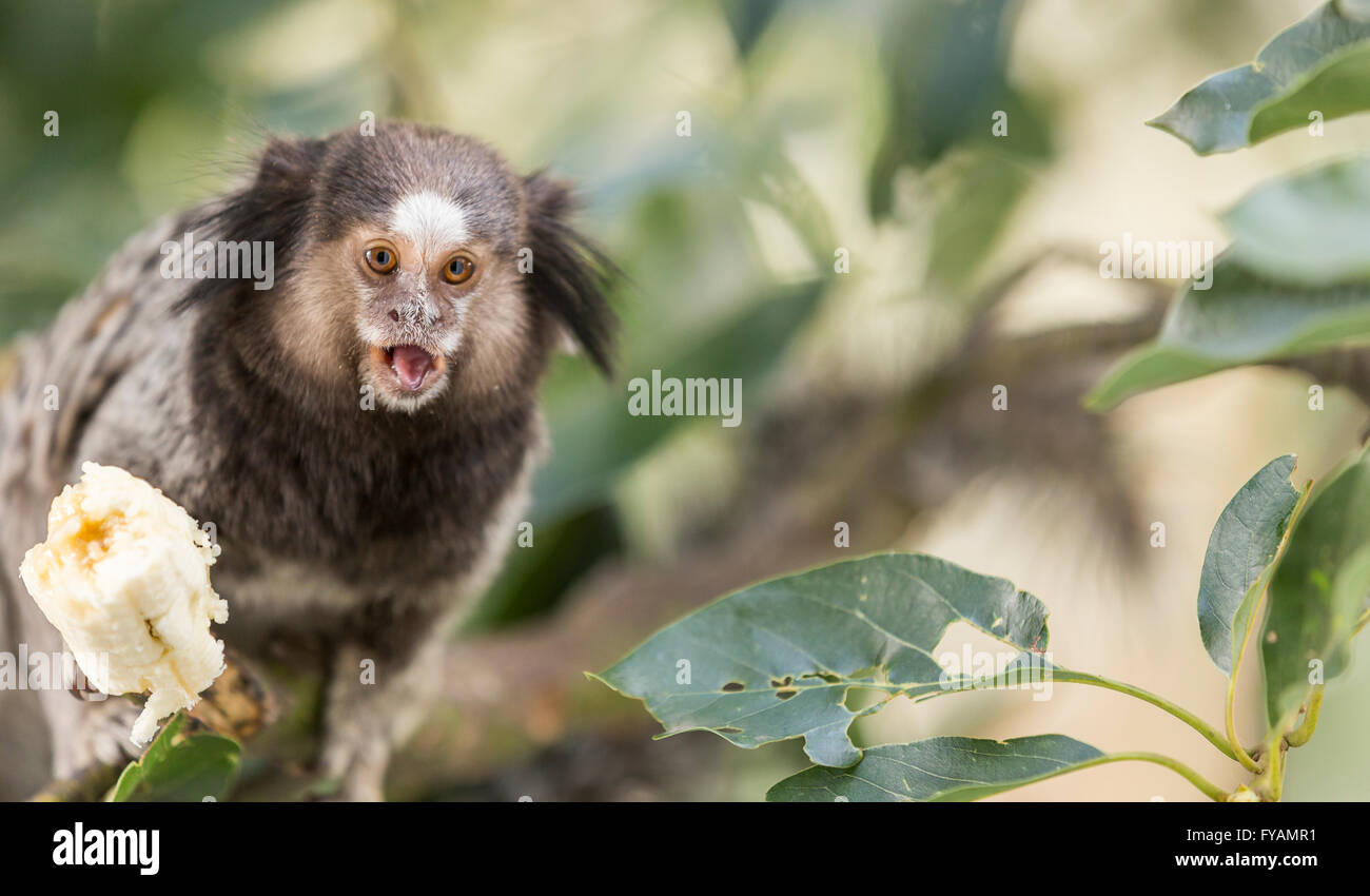 Marmoset monkey eating banana Stock Photo - Alamy