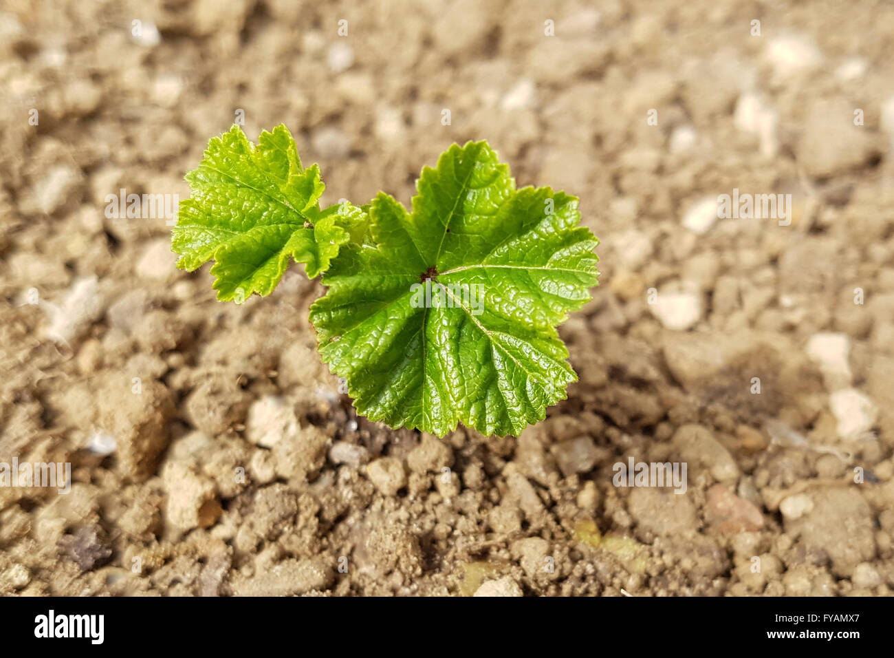 Malva; sylvestris; Keimling Stock Photo - Alamy