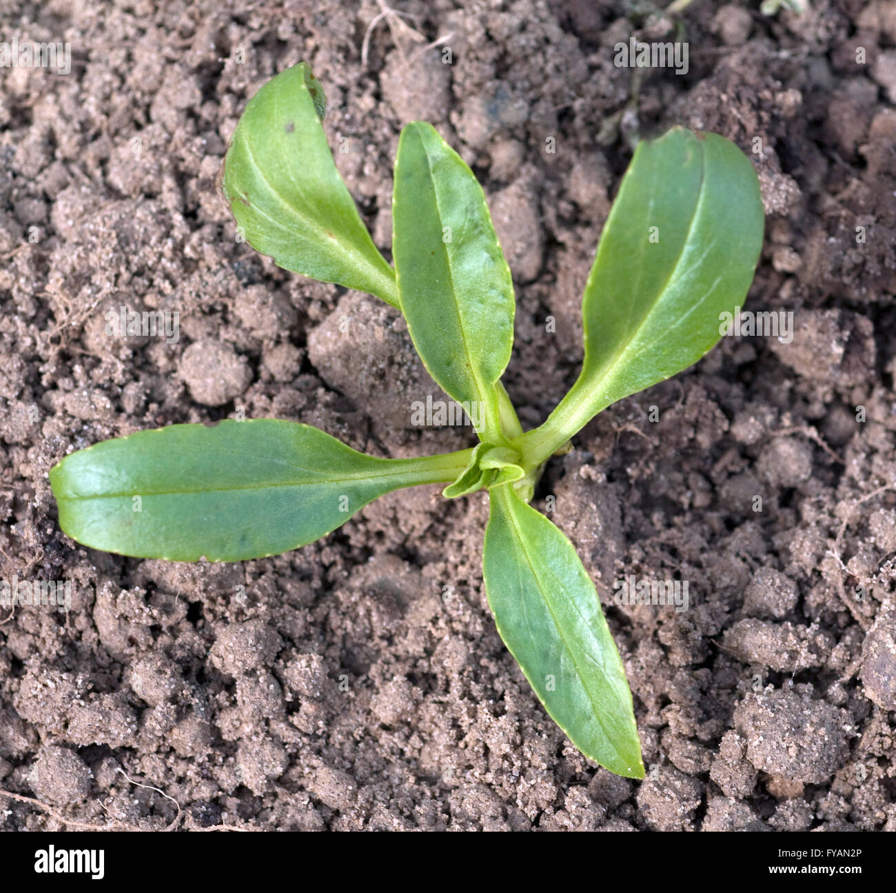 Spornblume, Centranthus; ruber; Keimling Stock Photo - Alamy