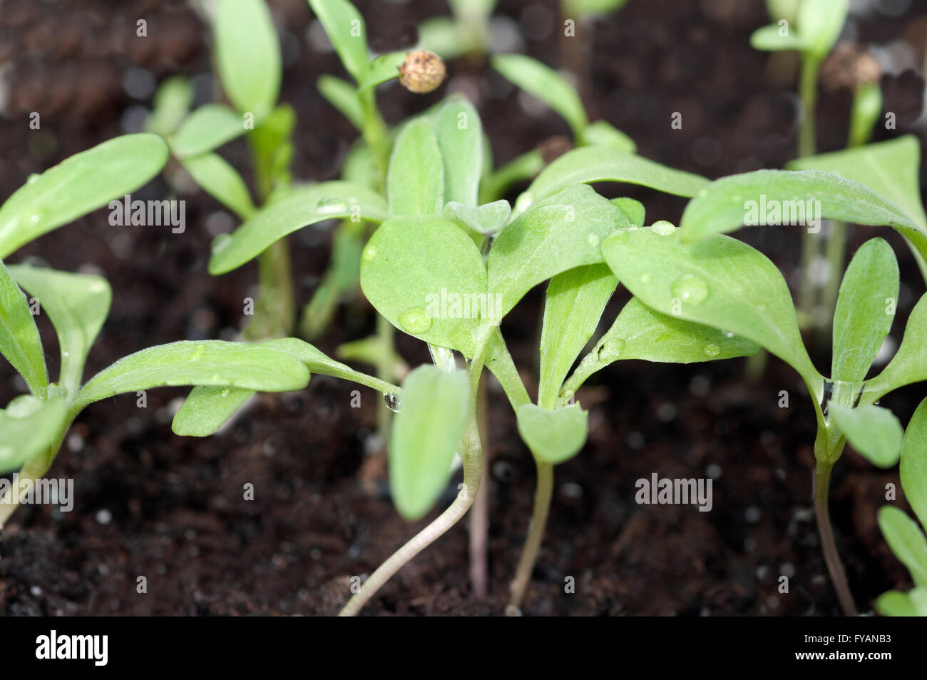 Sommeradonis; Adonis; aestivalis; Keimling Stock Photo - Alamy