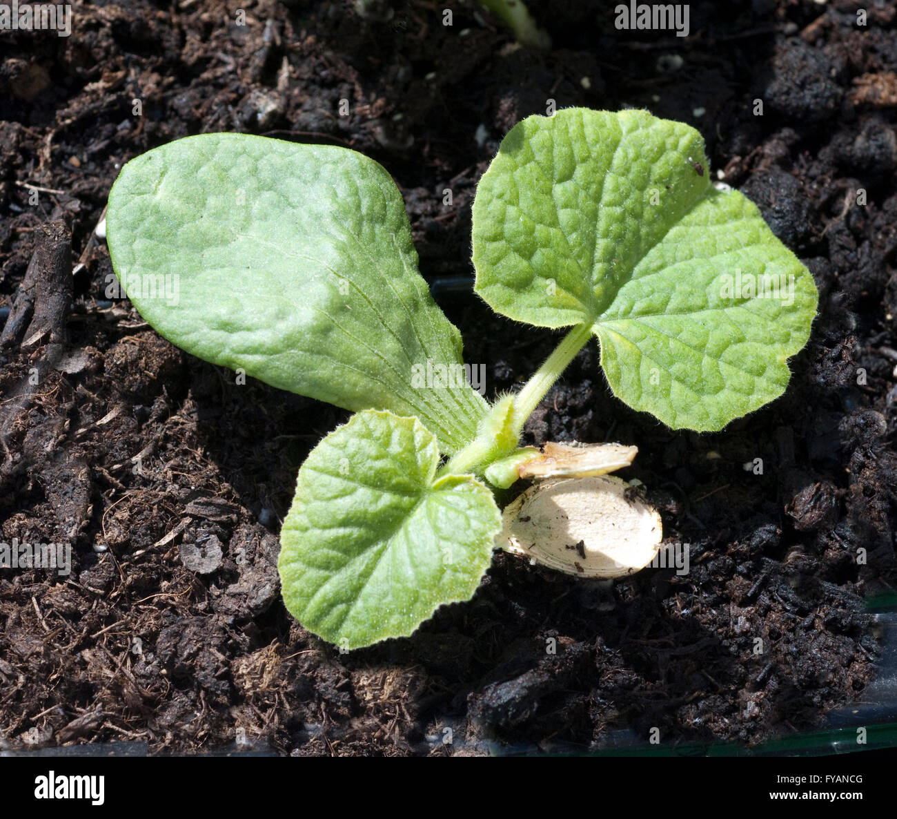 Kuerbispflanze; Jungpflanze; Keimling, Sproessling Stock Photo - Alamy