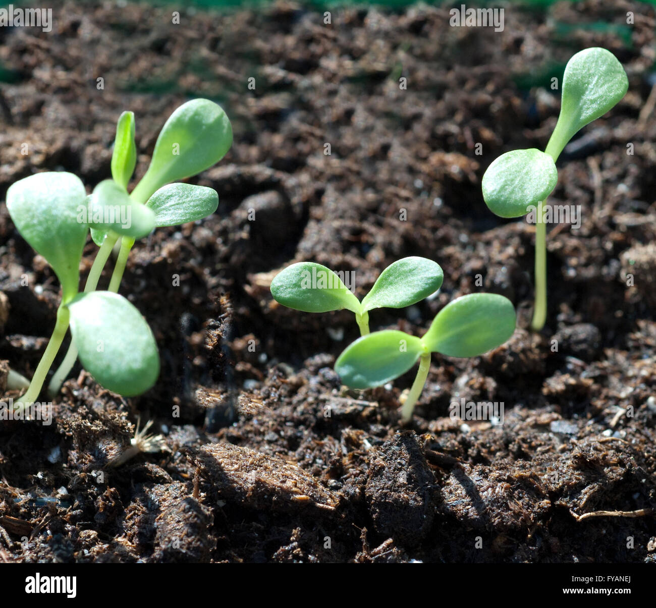 Sommeradonis; Adonis; aestivalis; Keimling Stock Photo - Alamy