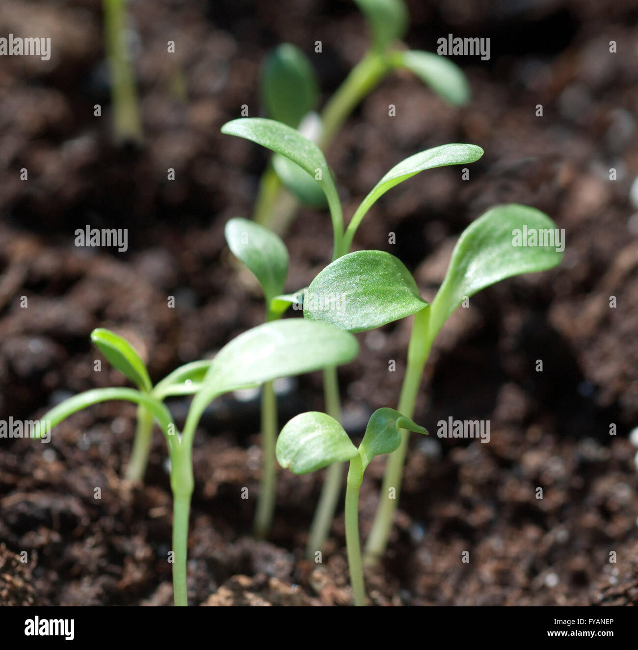 Sommeradonis; Adonis; aestivalis; Keimling Stock Photo - Alamy