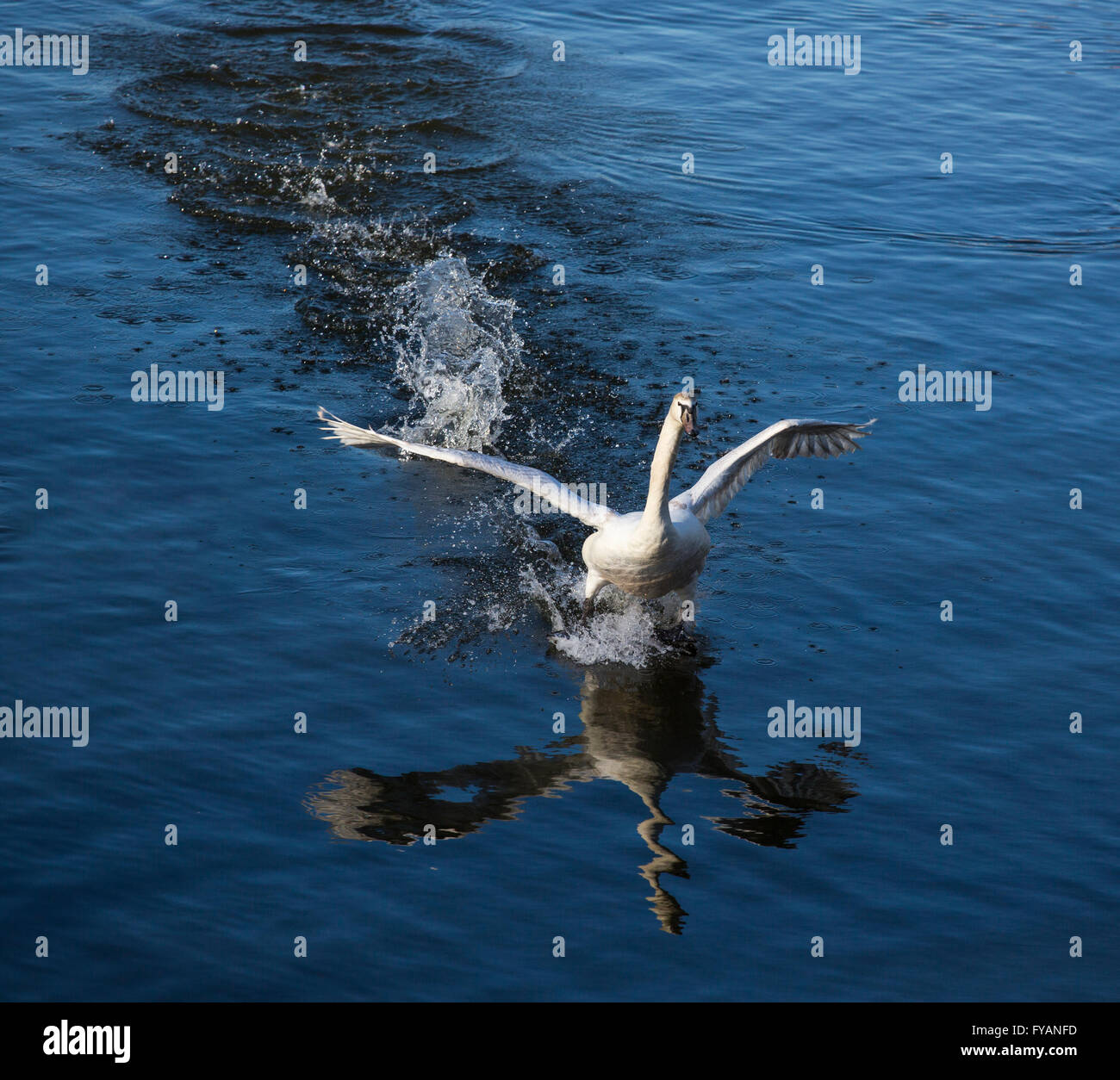 Swan river water hi-res stock photography and images - Alamy