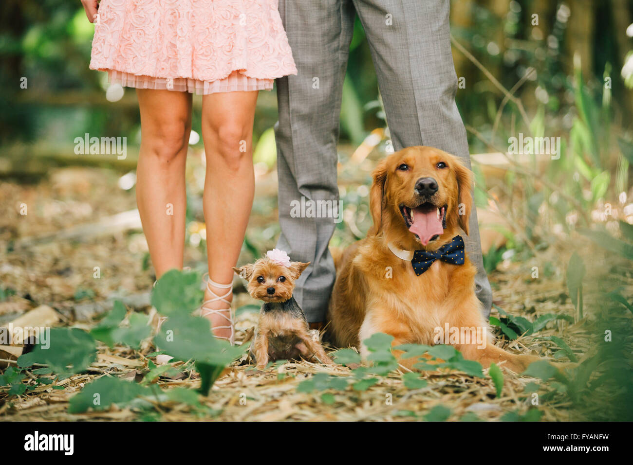 Two dogs in one hi-res stock photography and images - Alamy